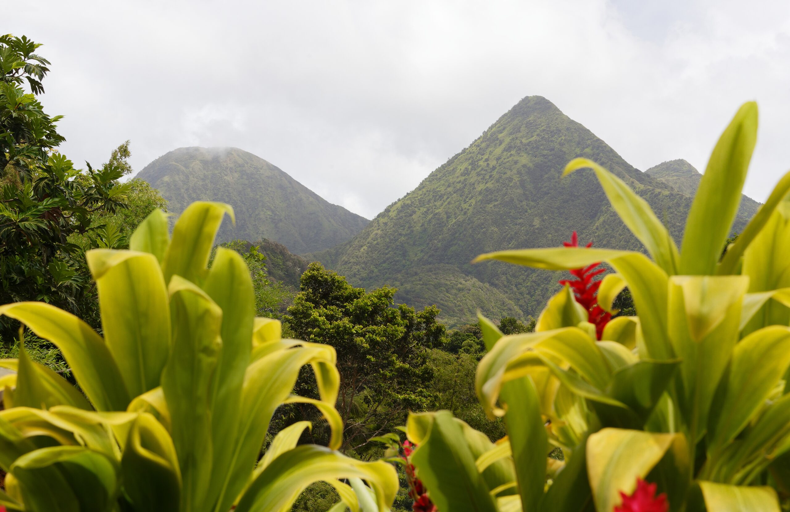 Tropical,Scene,Of,Martinique,Mountains,,Mount,Pelee,In,The,Background ...